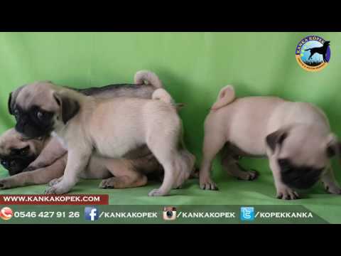 Satılık Pug www.kankakopek.com