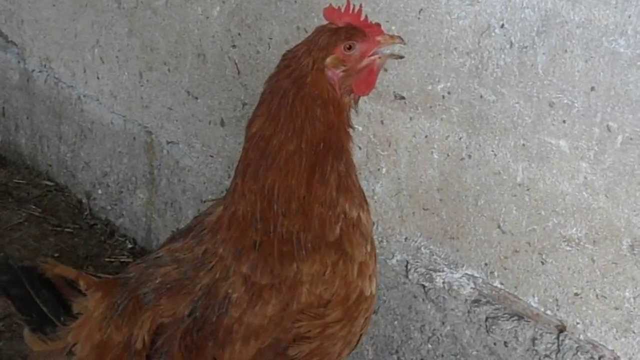 Funny Chicken Sound - YouTube