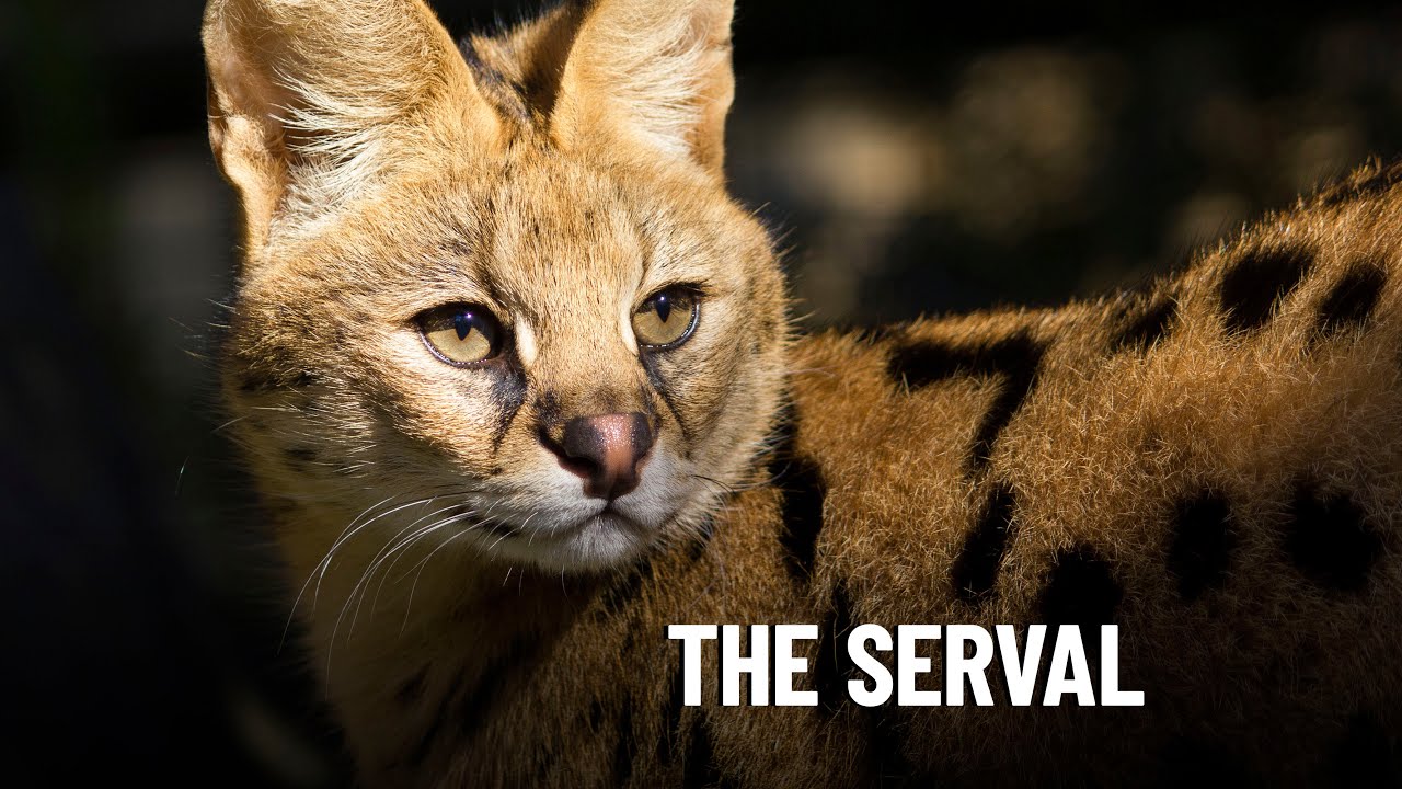The Secret World of African Serval Cats: A Look Inside Their Mysterious ...