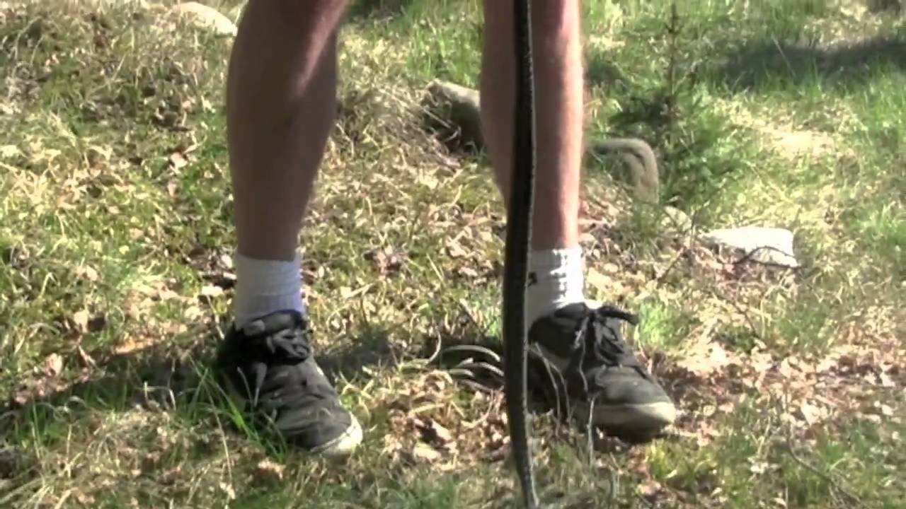 Hugormebid allanmallan - YouTube