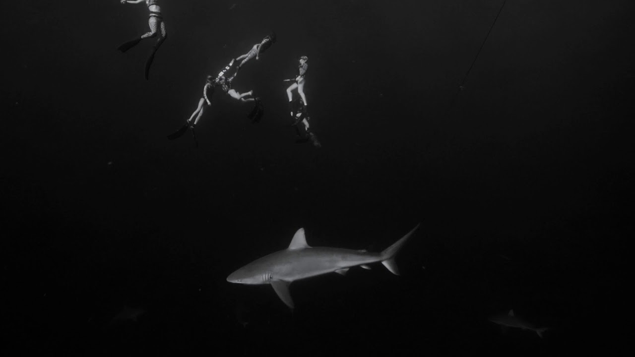 Sirens And Mermaids And Sharks - YouTube