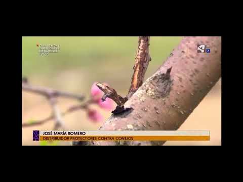 INTERMAS_Treex: Protección Eficaz para árboles contra conejos (es) - YouTube