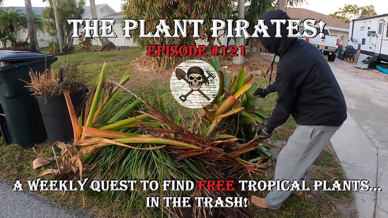 Finding FREE Tropical Plants in the Trash! | The Plant Pirates Episode ...
