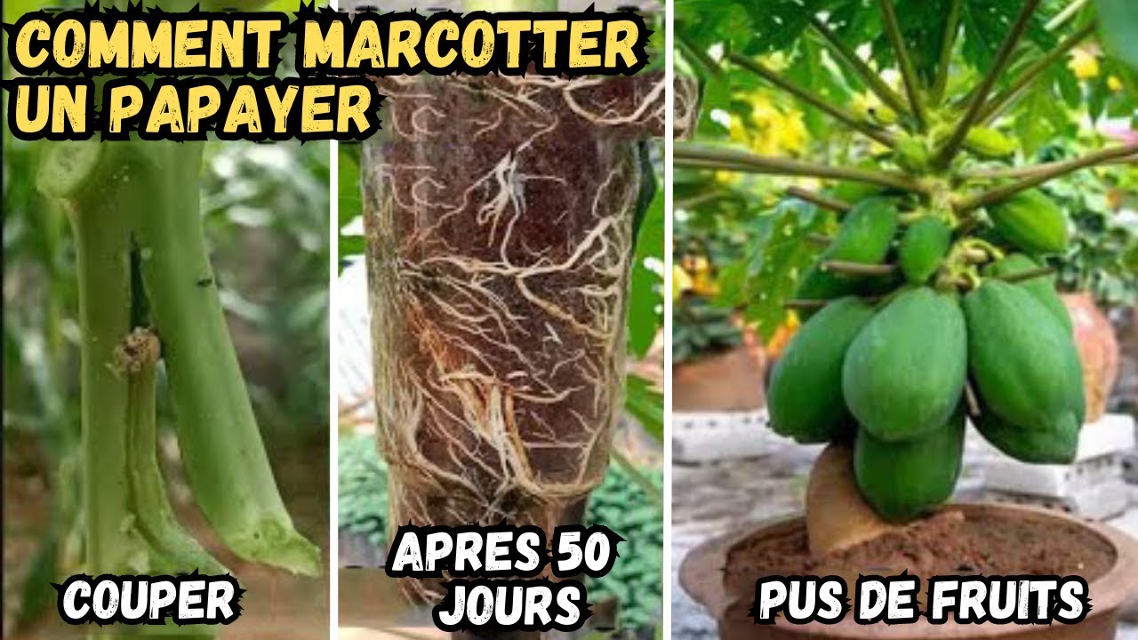 Le marcottage du papayer - YouTube