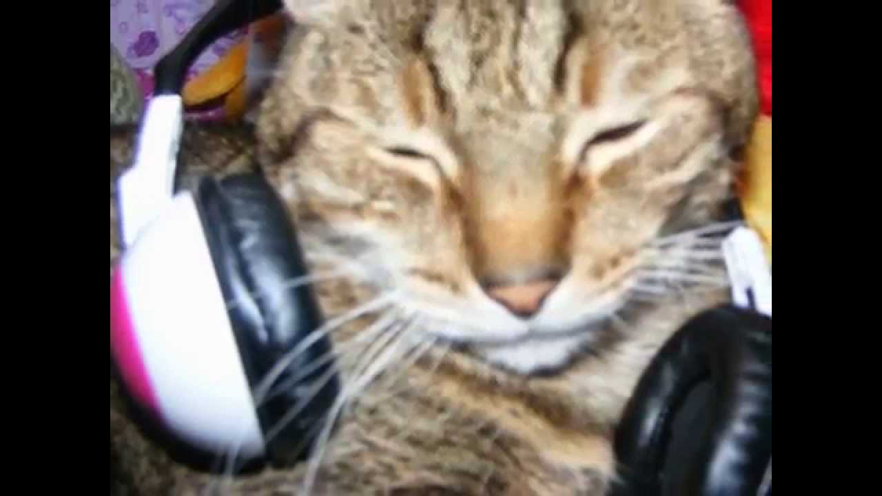 Dubstep Cat Meets Pink Fluffy Unicorn Dancing On a Rainbow! - YouTube