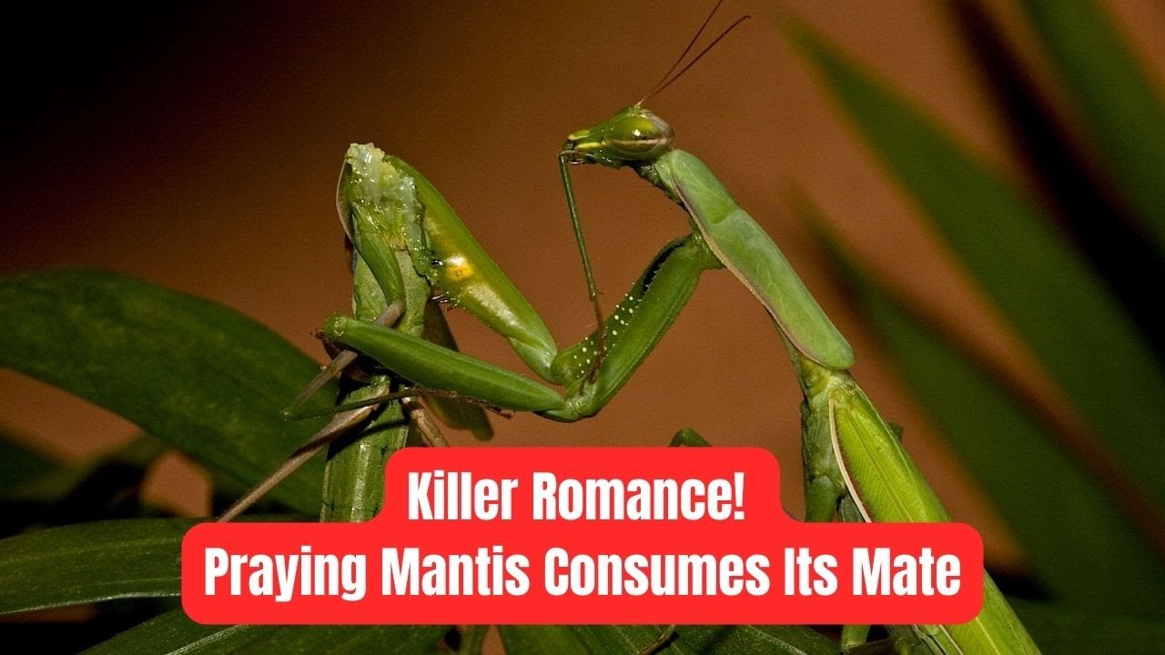 How Strong Is a Praying Mantis? The Shocking TRUTH About Praying Mantis ...
