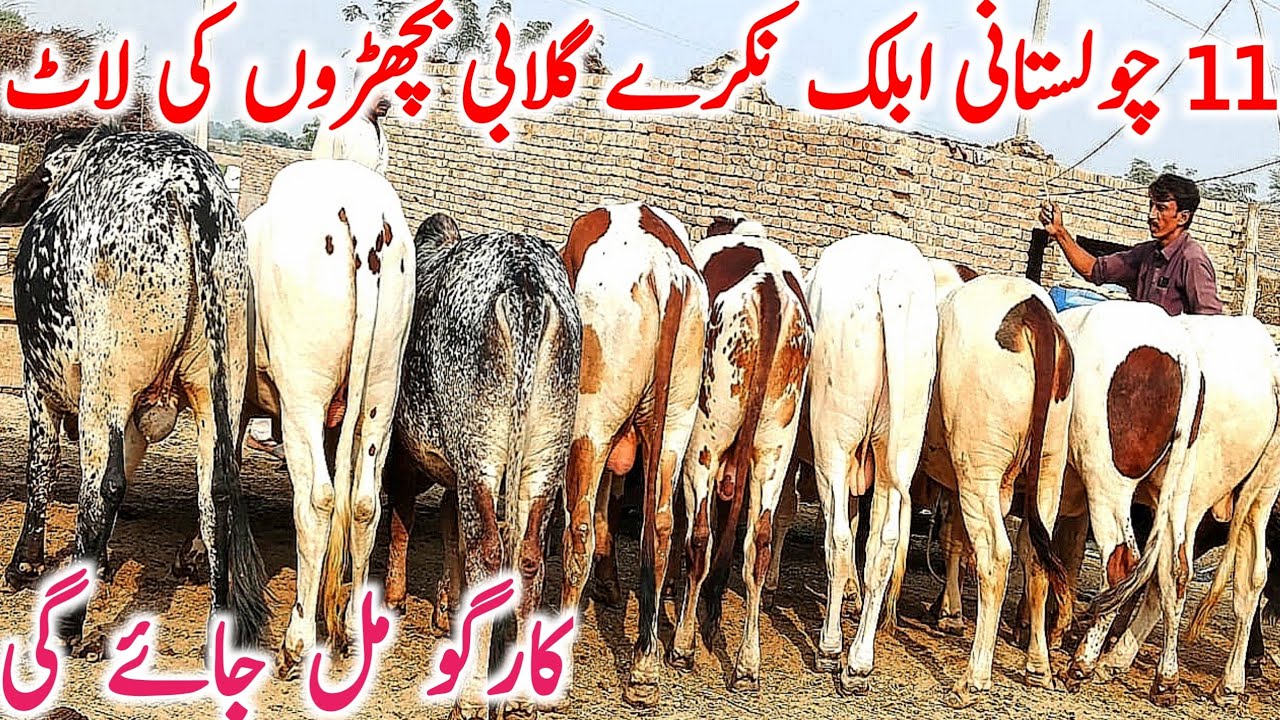 Pure Cholistani Ablk Nukre Gulabi Bachre Qurbani 2025 || Global Village ...