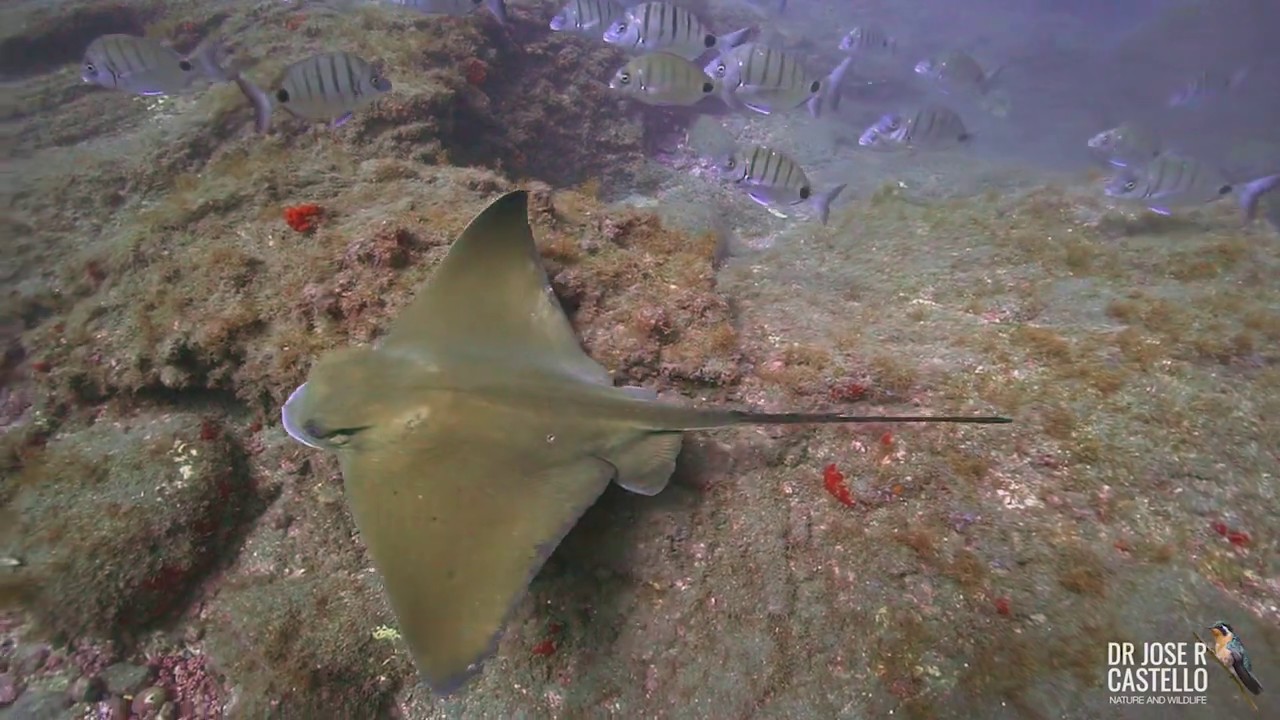 Common eagle ray (Myliobatis aquila) - YouTube