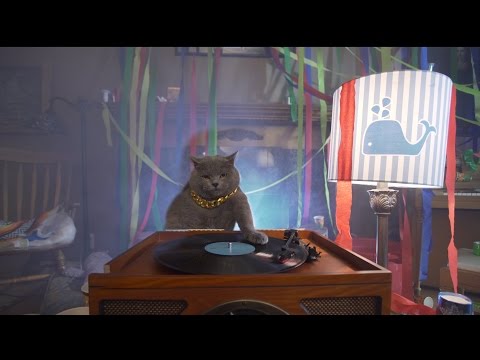 Epic Cat House Party | truth x Aaron's Animals