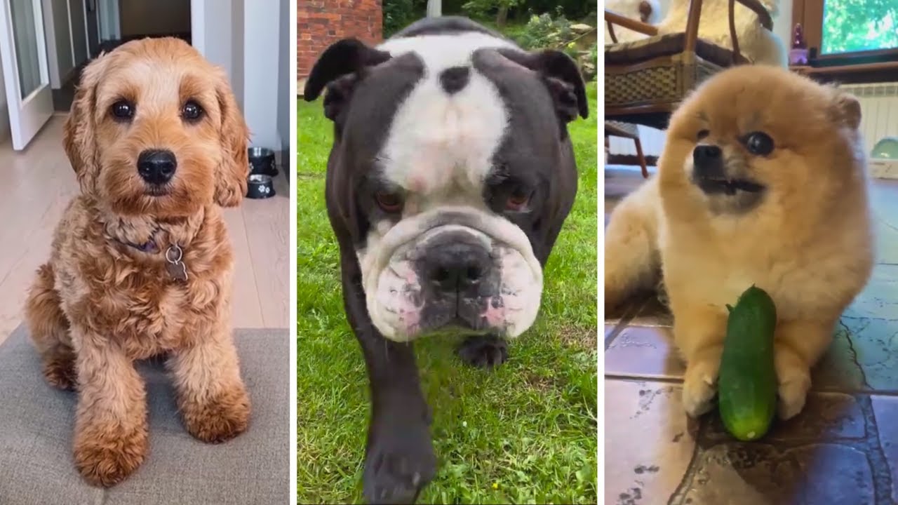 😂 YOU LAUGH YOU LOSE! 🤣 Ultimate Funny DOGS Compilation! - YouTube