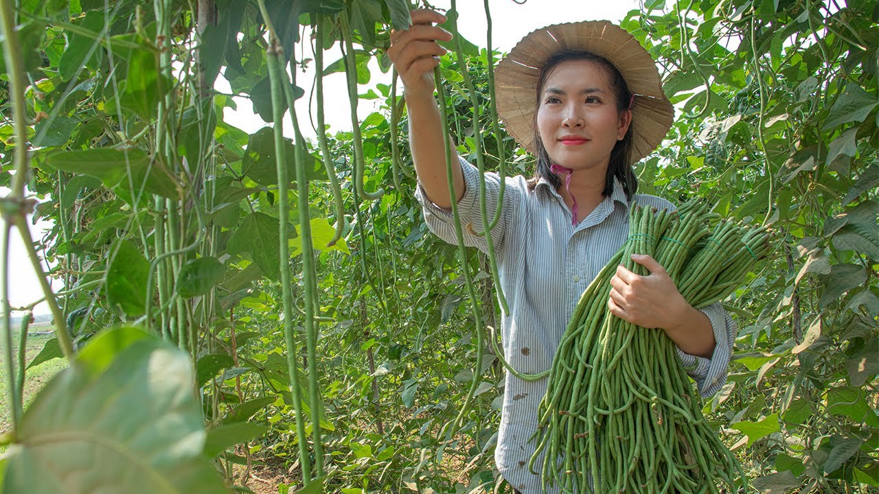Harvesting Long Bean | Making Long Bean Salad & Soup Recipes | Chettra ...