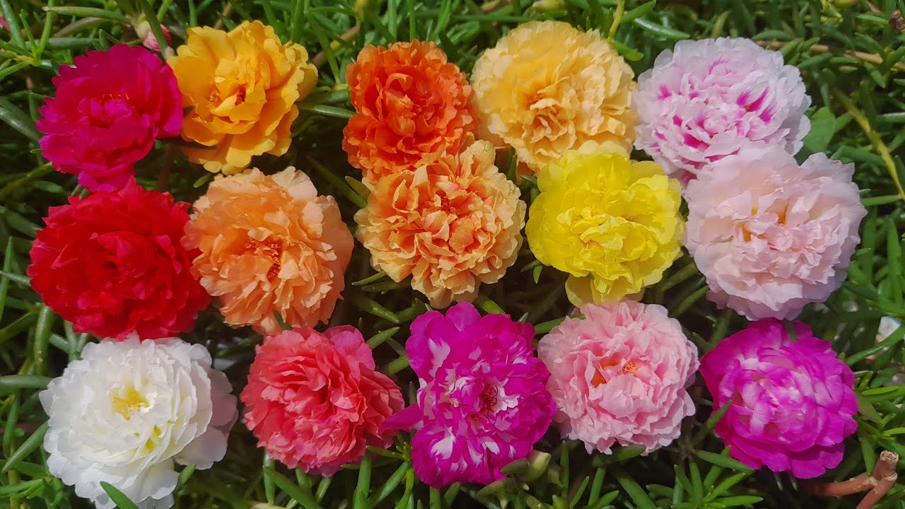 Portulaca 30 colors for sale online - Pathumani Poovu - Moss Rose ...