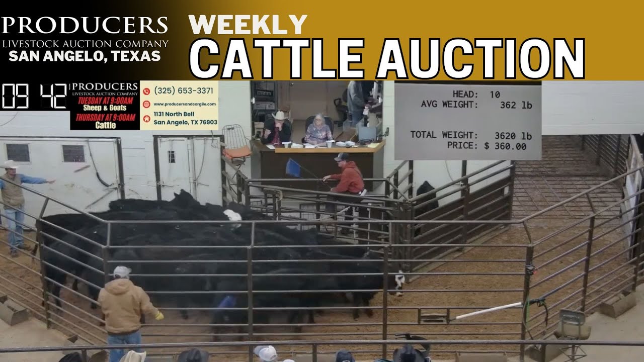1/30/2024 - Producers Livestock Auction Company - Cattle Auction - YouTube