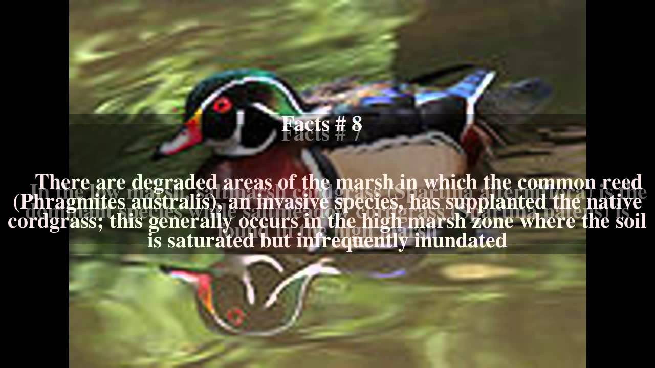 William T. Davis Wildlife Refuge Top # 16 Facts - YouTube