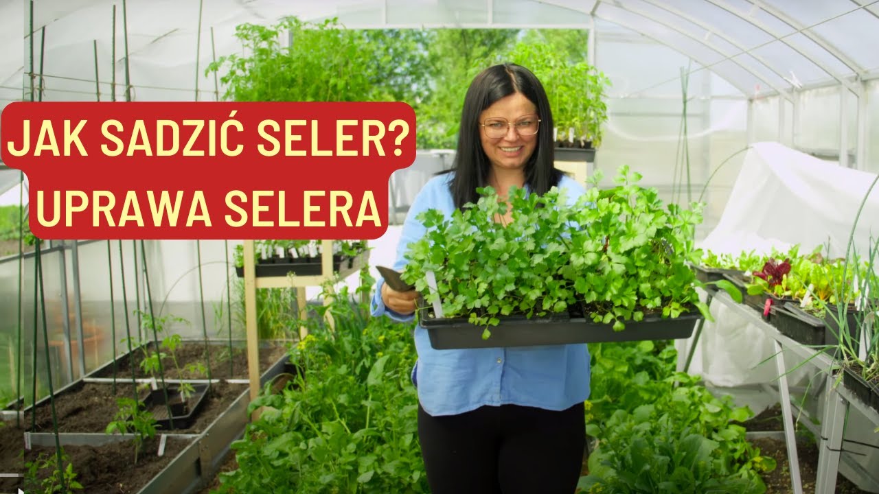 JAK SADZIĆ SELER? UPRAWA SELERA - YouTube