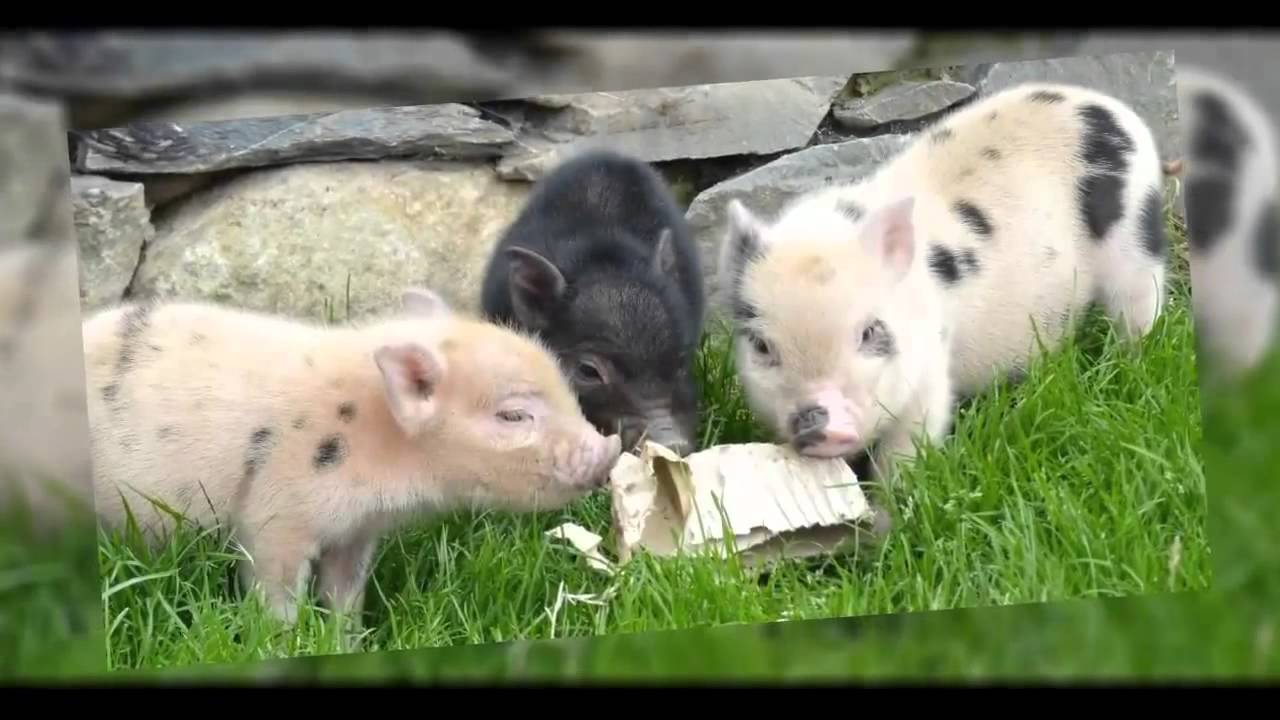 Teacup Pig, Micro Pigs, Min Pig - Complete Owners guide - YouTube