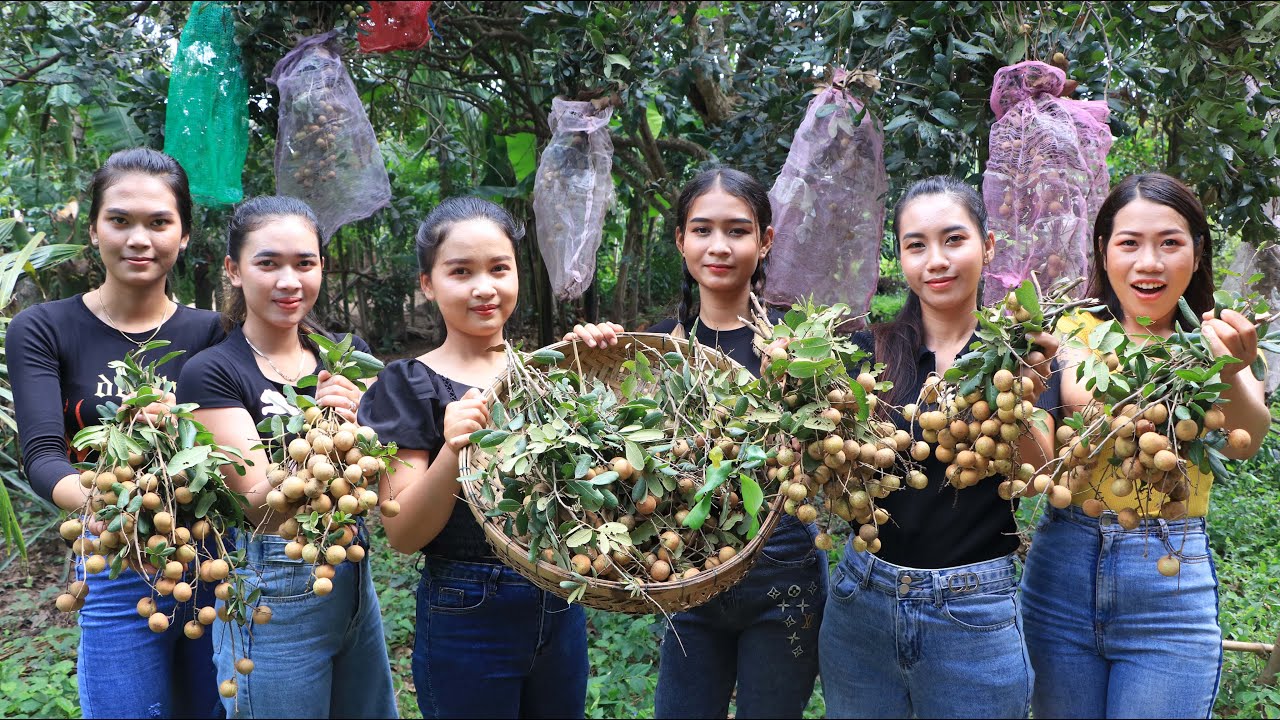 Yummy Longan fruit in my homeland and making dessert recipe - Amazing ...