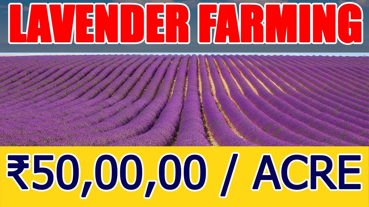 The Ultimate Guide to Lavender Farming in India #farming #lavender ...