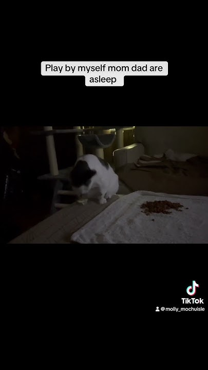 When everyone is sleeping I play by myself #cats#cat#meow#kitten# ...