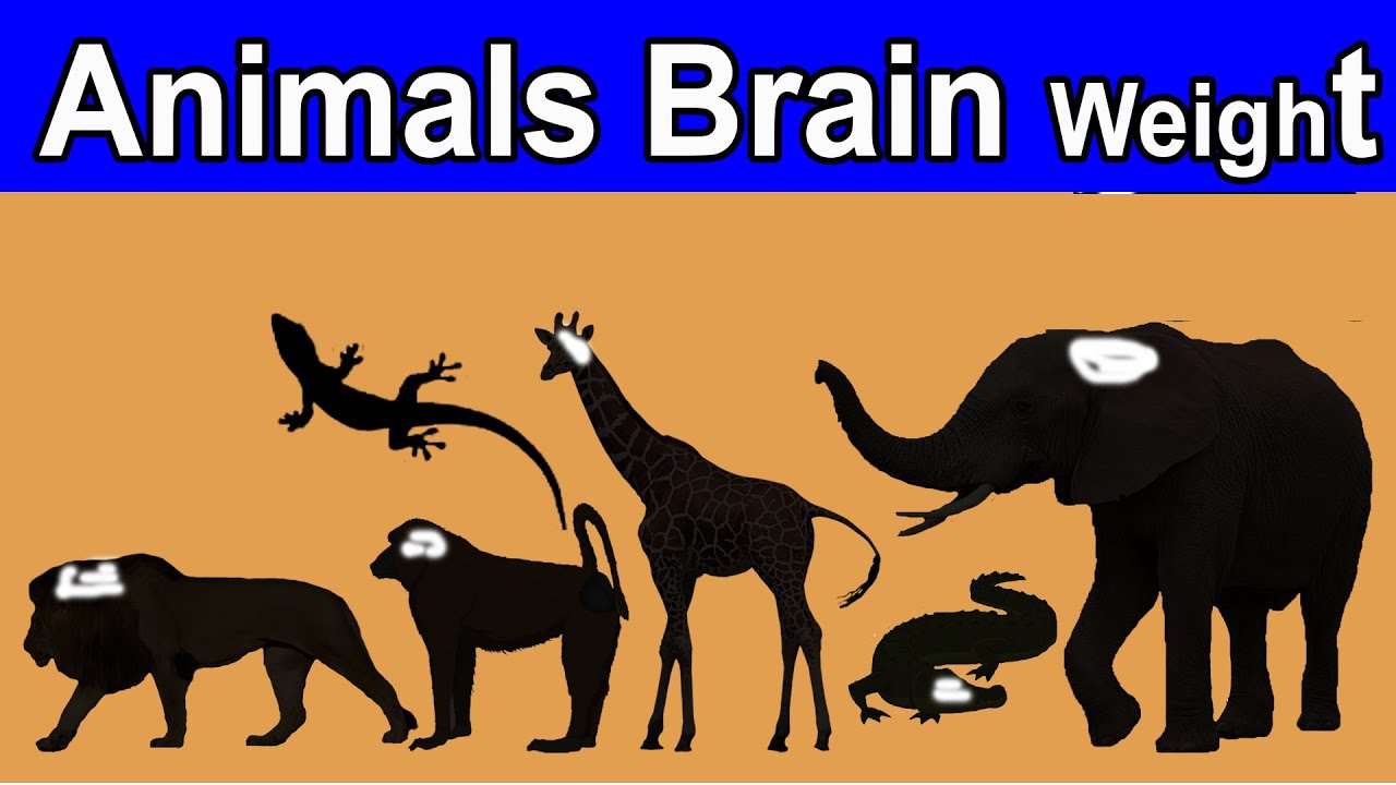 Animals Brain Weight Comparison 2022 |Average Brain Weights ...