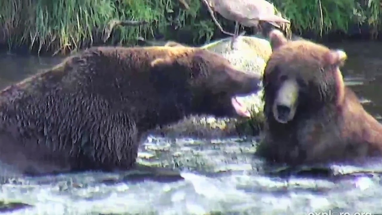 Bear 602 2018 - YouTube