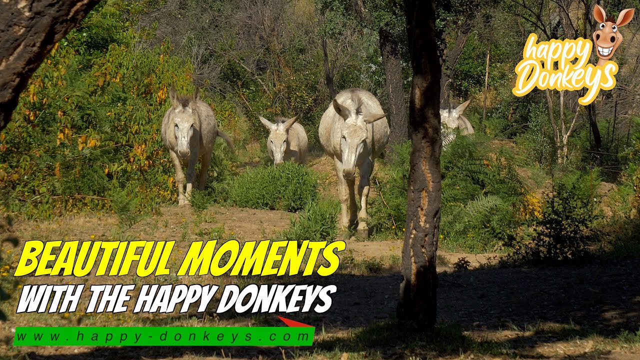 Beautiful moments with the Happy Donkeys HD 1080p - YouTube
