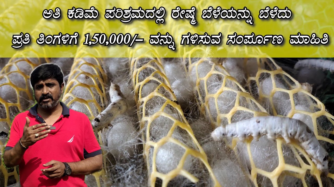 ರೇಷ್ಮೆ ಬೆಳೆಯ ಬಗ್ಗೆ ಸಂಪೂರ್ಣ ಮಾಹಿತಿ/RESHME BELE / SULABAVAGI RESHME BELE ...