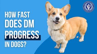 How Long Do Dogs With Dm Live