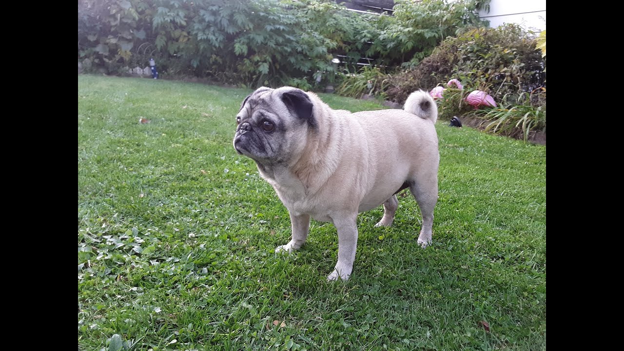 Wrinkles the Pug Final Tribute 3/25/13 - 1/23/24 - YouTube