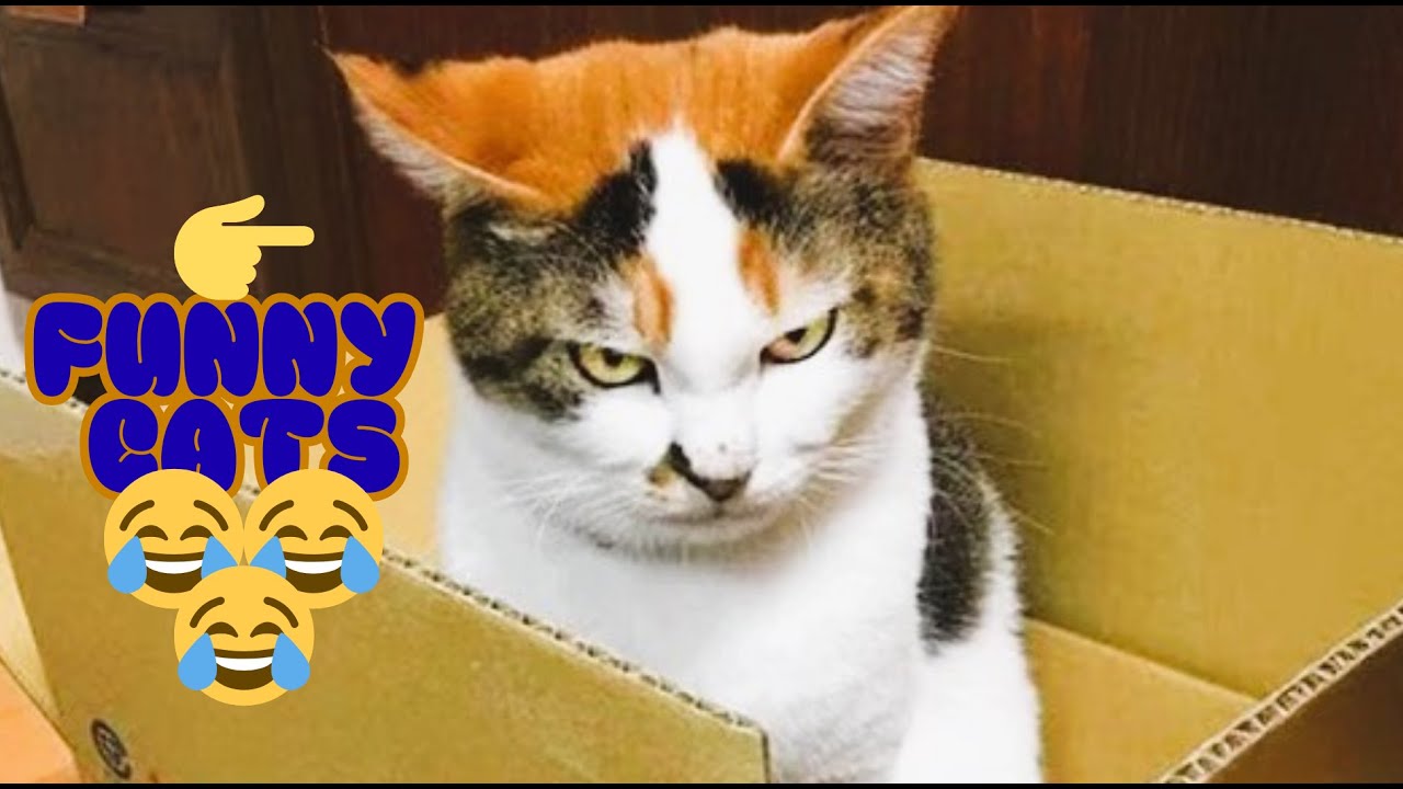 Funny Cat Reactions 😹 || Cats Being Silly 😸 Funniest Cat Reactions Ever ...