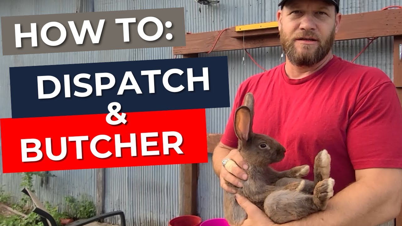 How To Dispatch and Butcher Meat Rabbits - YouTube