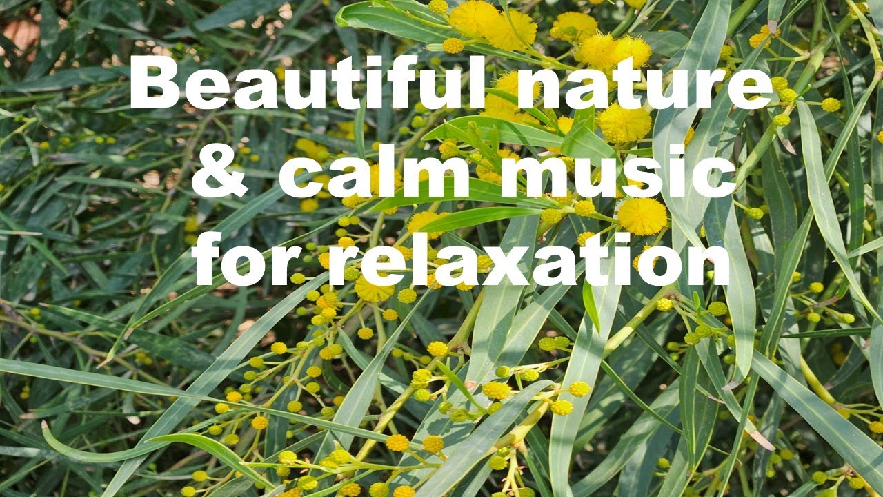 Beautiful Nature with calm music for rest and meditation - YouTube