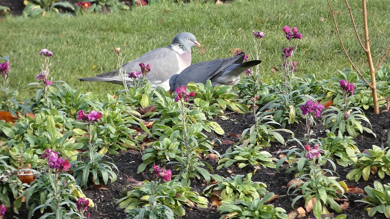 Wood Pigeons digging up bulbs - YouTube