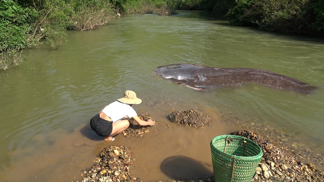 Fish Trapping Tool Using Traditional Trap Catch Many Fish, Catch Many ...