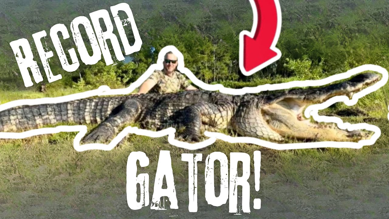 RECORD GATOR | Florida Alligator Hunting | Biggest Gator Harvest Ever ...