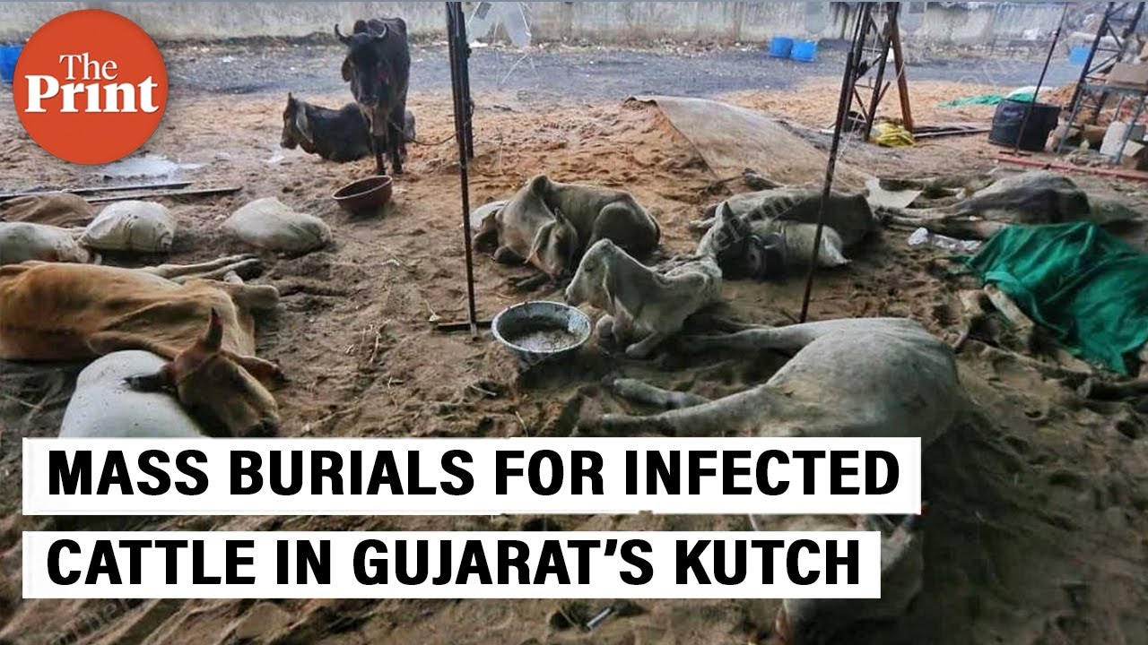 Mass burials, open carcasses as cattle die of lumpy skin disease in ...