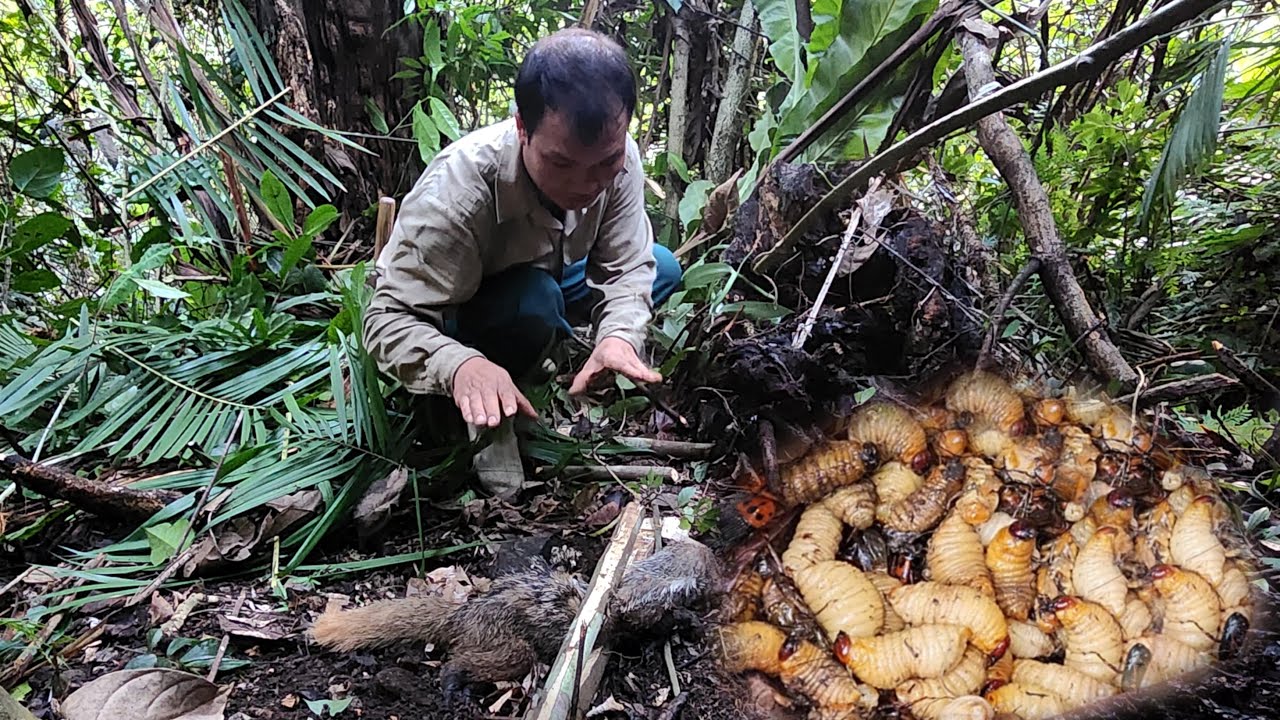Adventure in the green forest, set primitive traps, trap wild animals ...