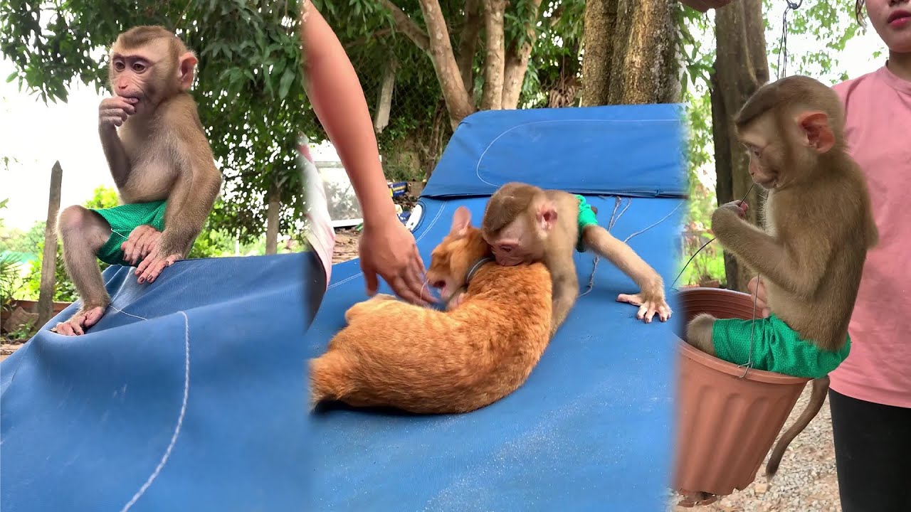 Monkey Rio Like Swinging - YouTube