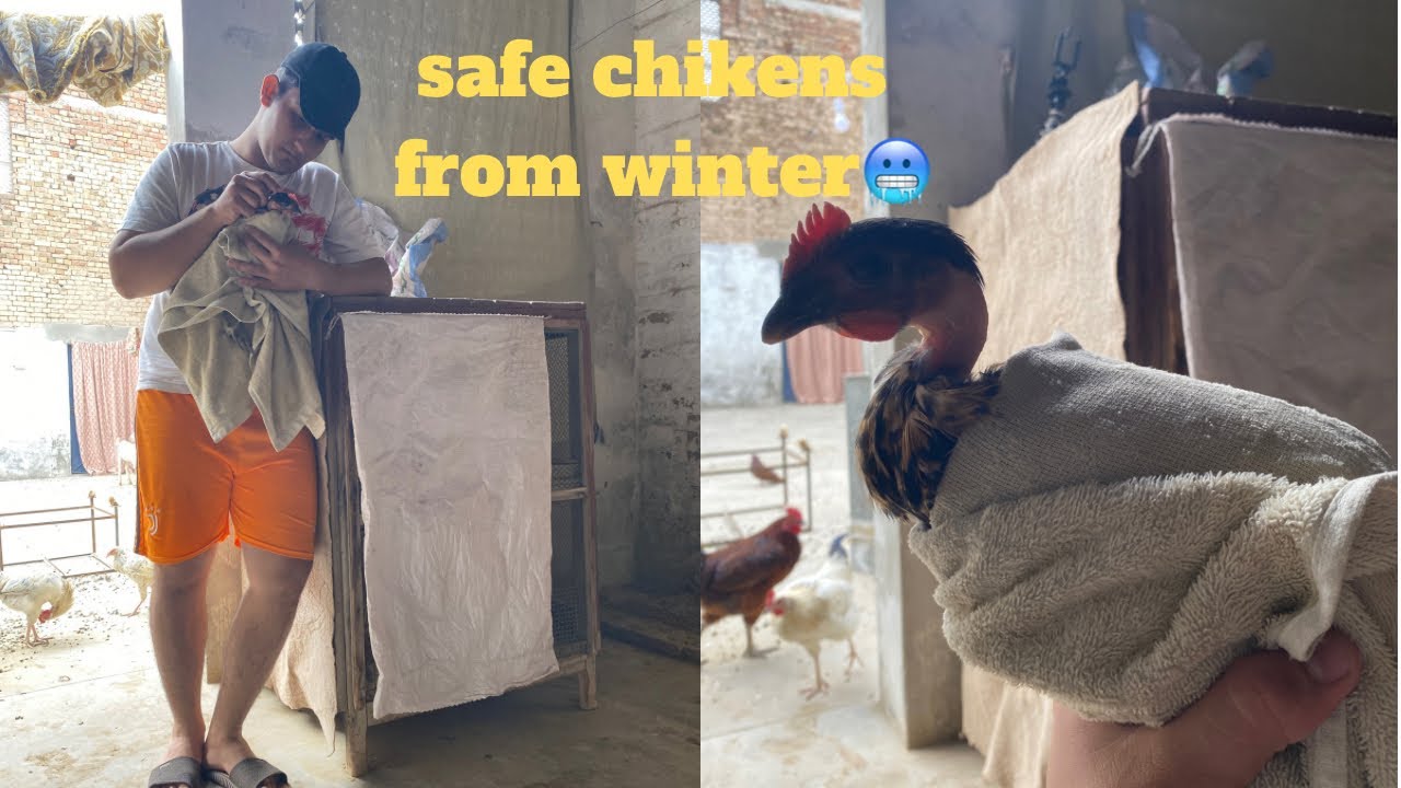 Save Chickens In Winter 🥶|| Murghiyon Ko Sardi Sa Bachain | The ...