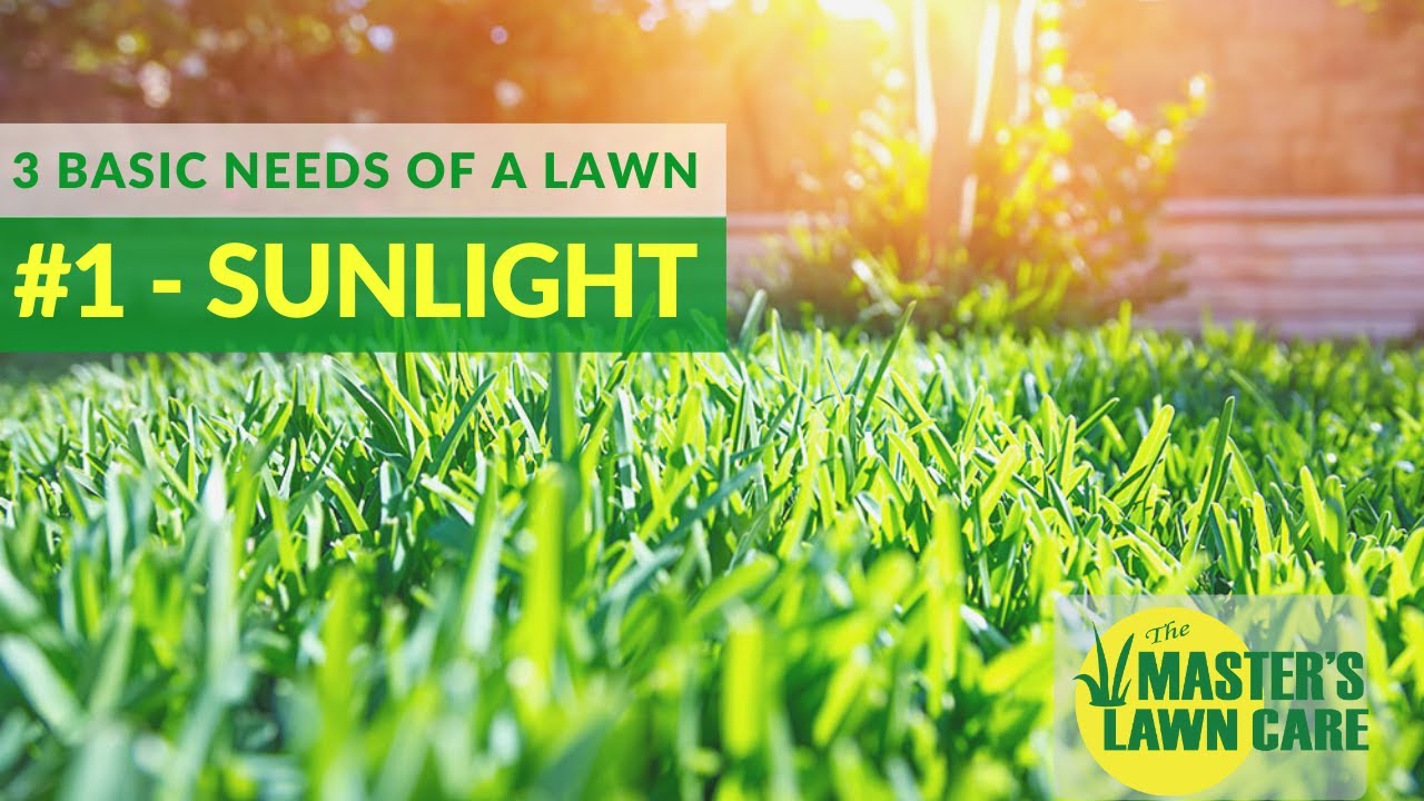 3 Basic Needs of a Lawn - #1 is Sunlight ☀️🕶 - YouTube