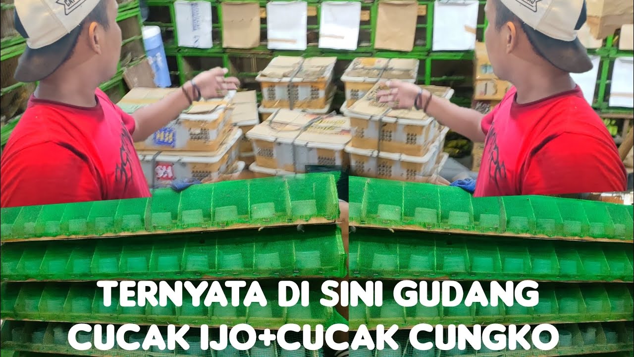 TERNYATA DI SINI GUDANG CUCAK IJO & CUCAK CUNGKO - YouTube
