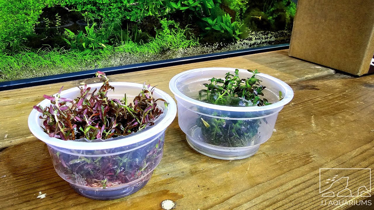 UNBOXING | Newly Released ADA Tissue Cultures - YouTube