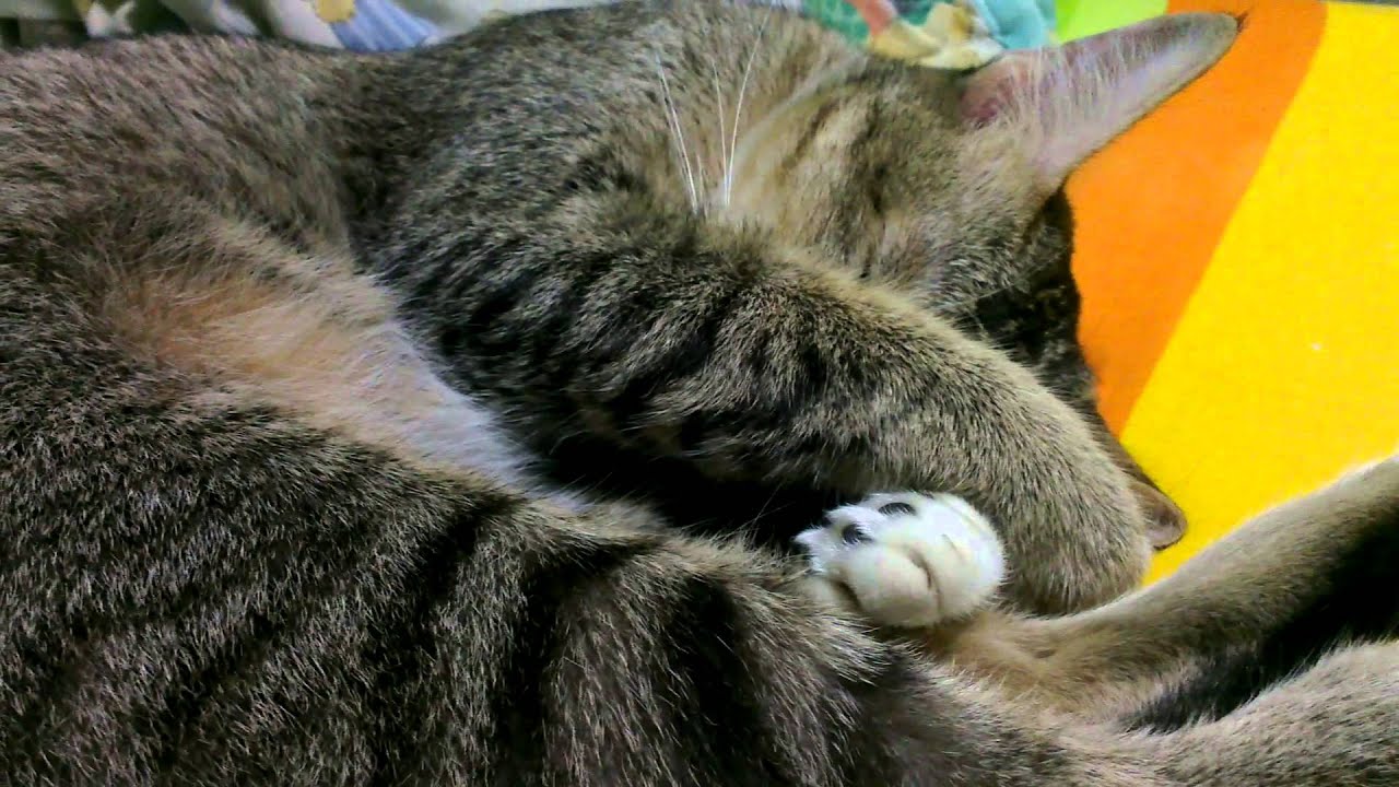 Disturbing my cat sleeping. - YouTube