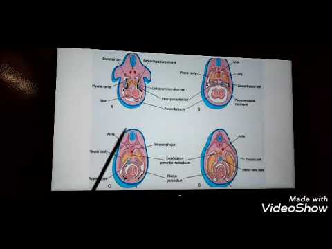 Development of coelomic cavities part 2 - YouTube