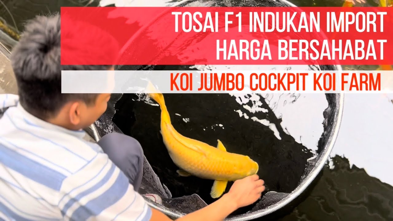 Mengintip Ikan Koi Jumbo ⁉️ Cockpit Koi Farm Jakarta - YouTube