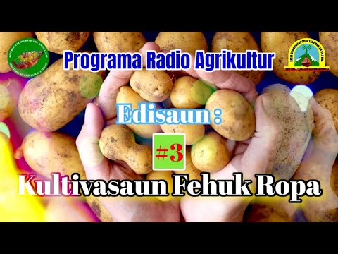 Audio Podcast#Talkshow Radio_Programa Agri Feb edisaun 3 Kultivasaun ...