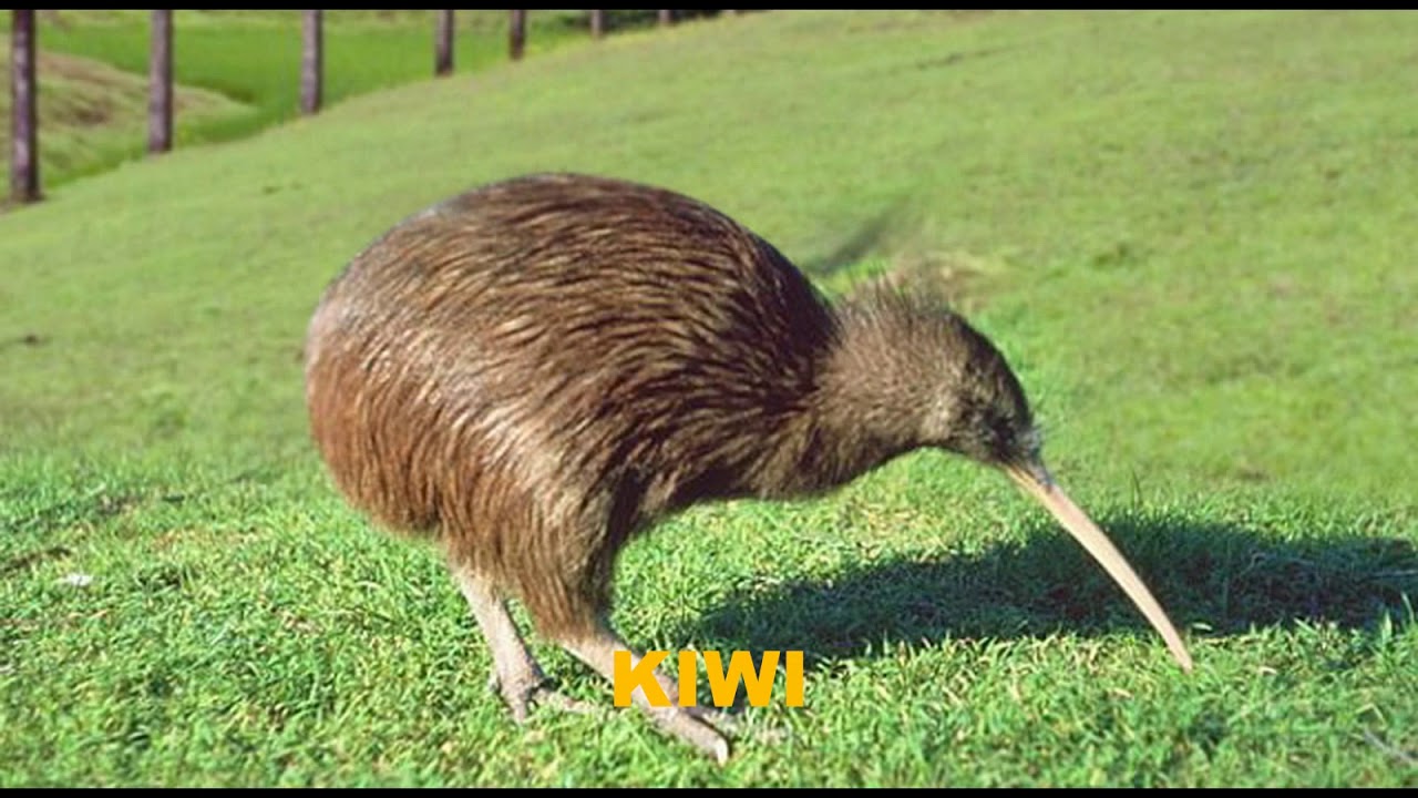 Aves de A a Z - YouTube