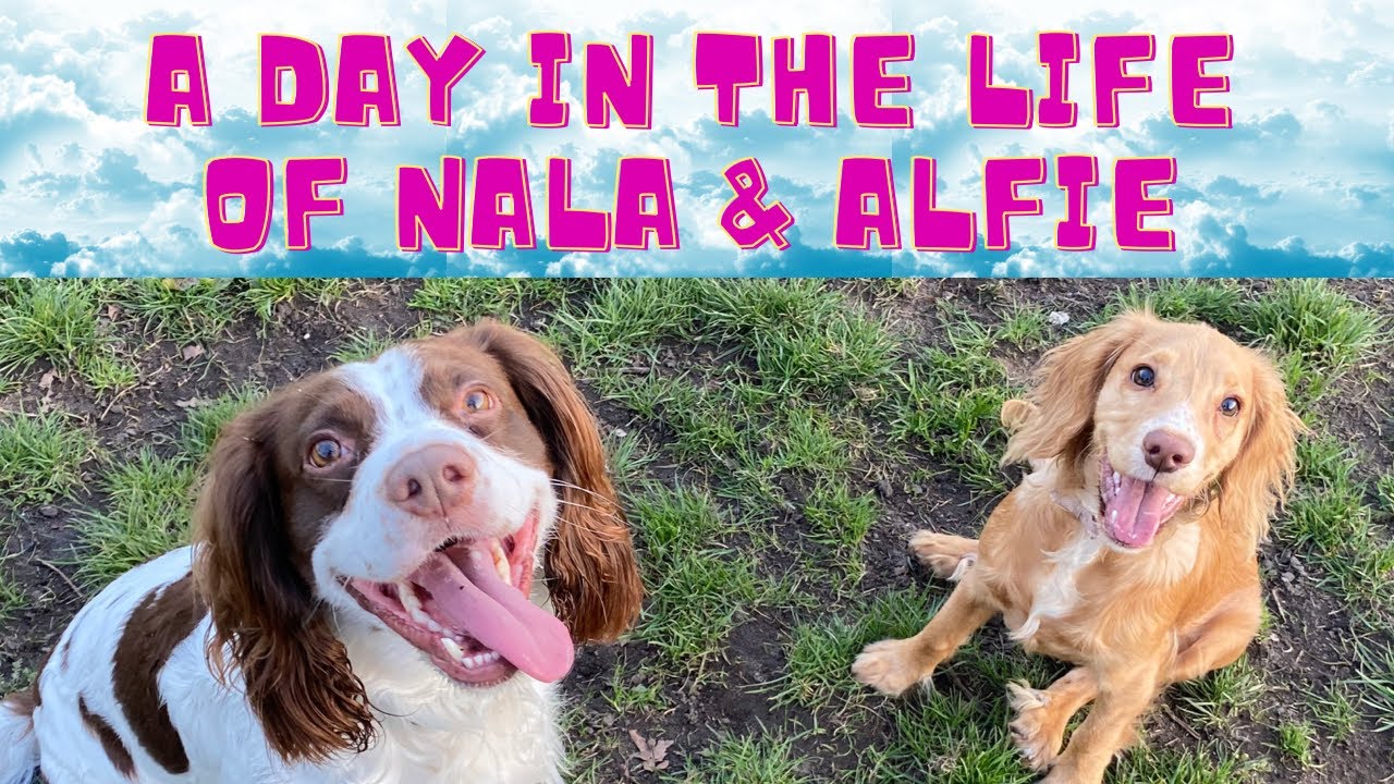 A Day In The Life of Alfie The Springer Spaniel & Nala The Cocker ...