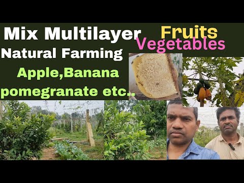 Multilayer Natural farming fruits and vegetables, प्राकृतिक खेती, # ...