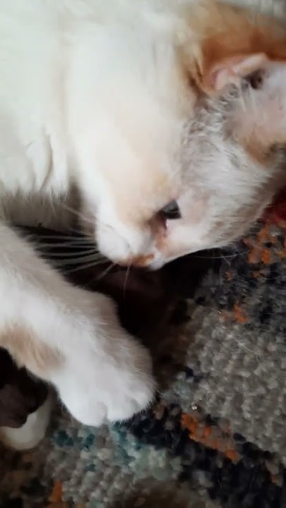 Poppy the flamepoint/ragdoll takes catnip and attacks the camera 🙀 #flamepoint #ragdoll #cats ...